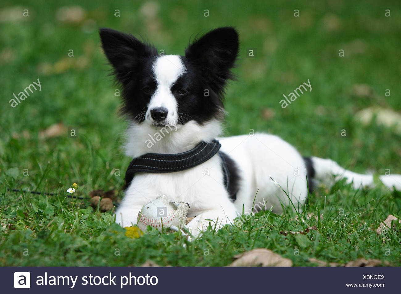 Small Dog Breeds Papillon High Resolution Stock Photography and Images ...