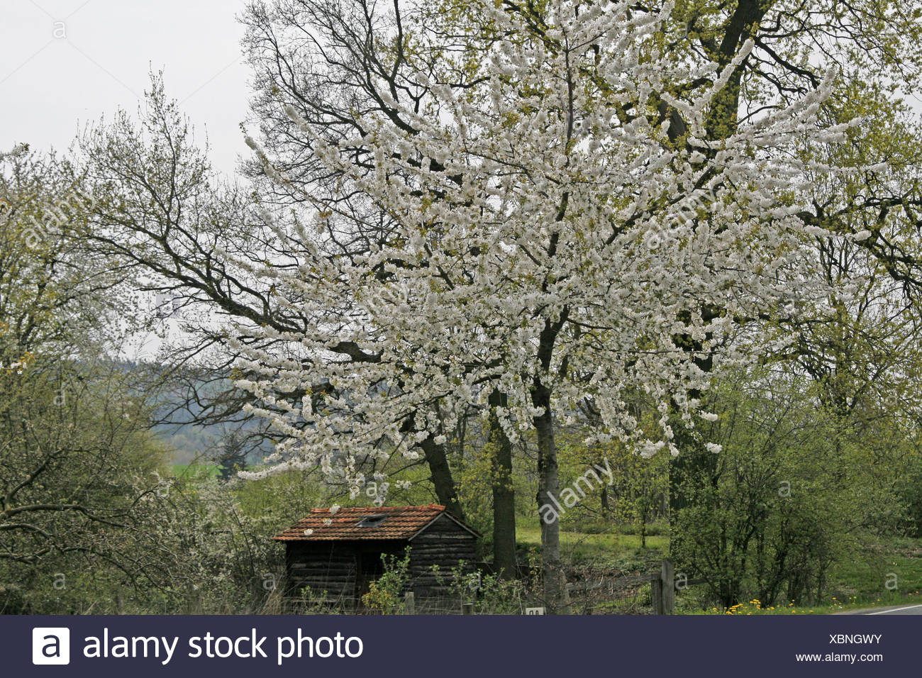Japanischer Kirschbaum High Resolution Stock Photography and Images - Alamy