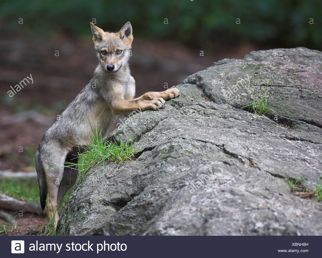 Juvenile Wolves Stock Photos & Juvenile Wolves Stock Images - Alamy