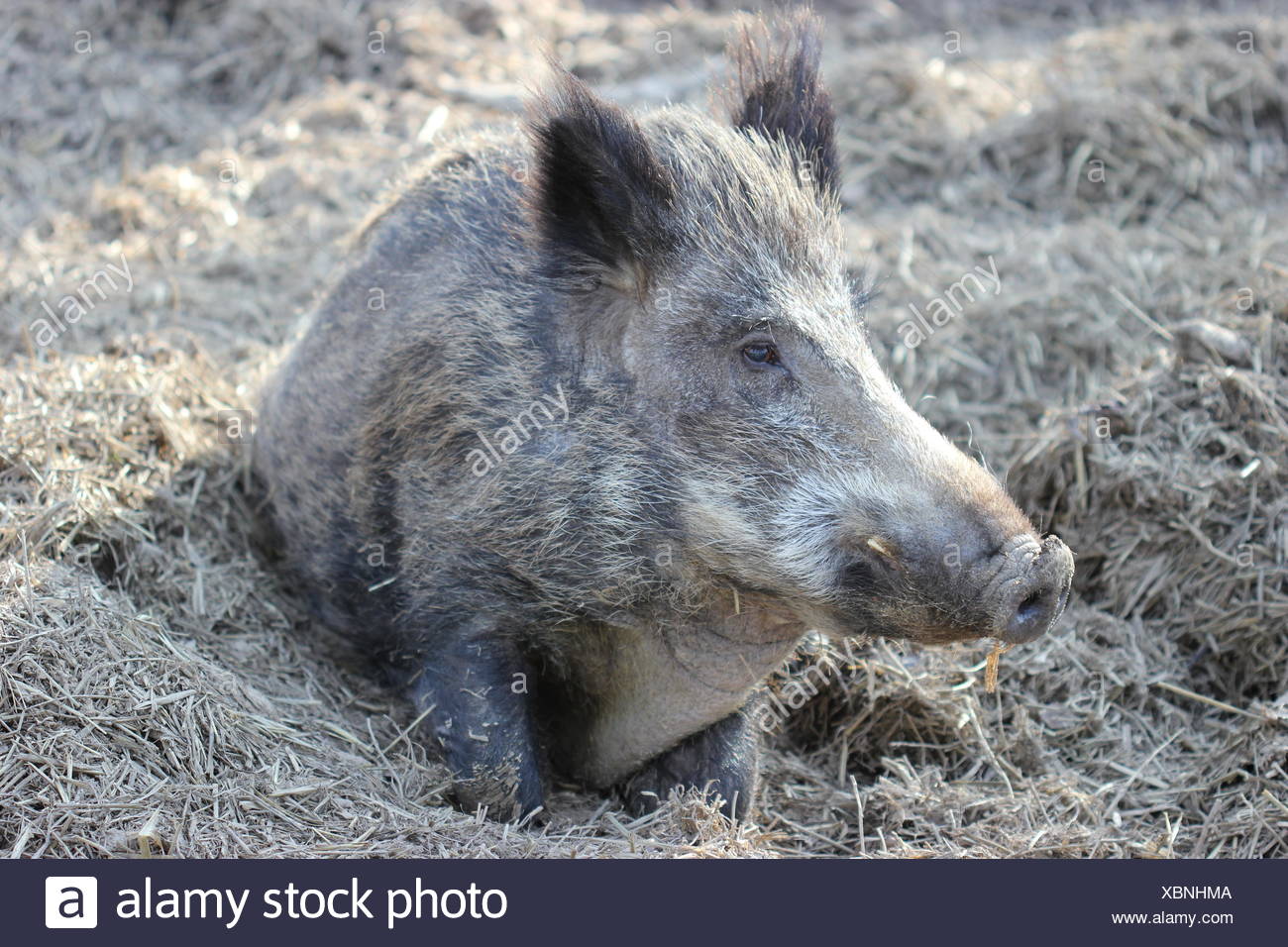 Wild Boars Teeth Stock Photos & Wild Boars Teeth Stock Images - Alamy