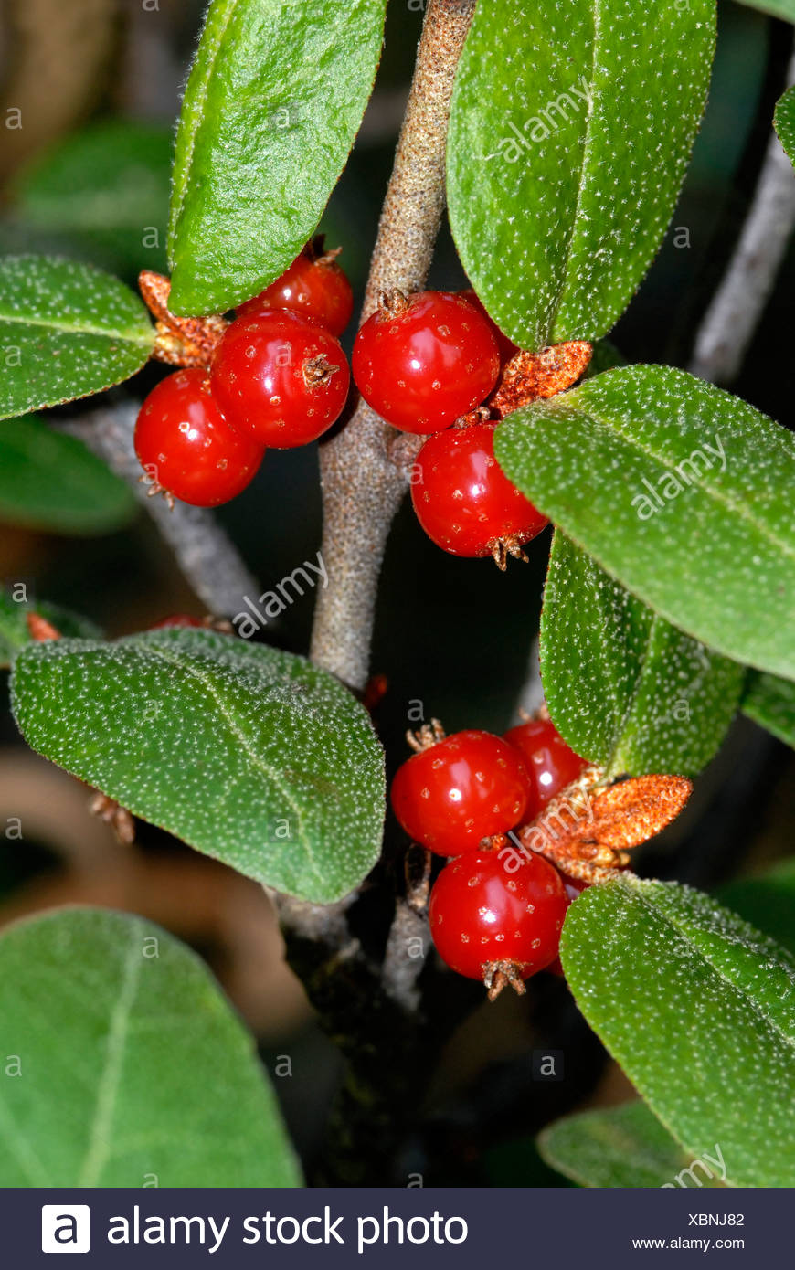 Buffaloberry High Resolution Stock Photography and Images - Alamy