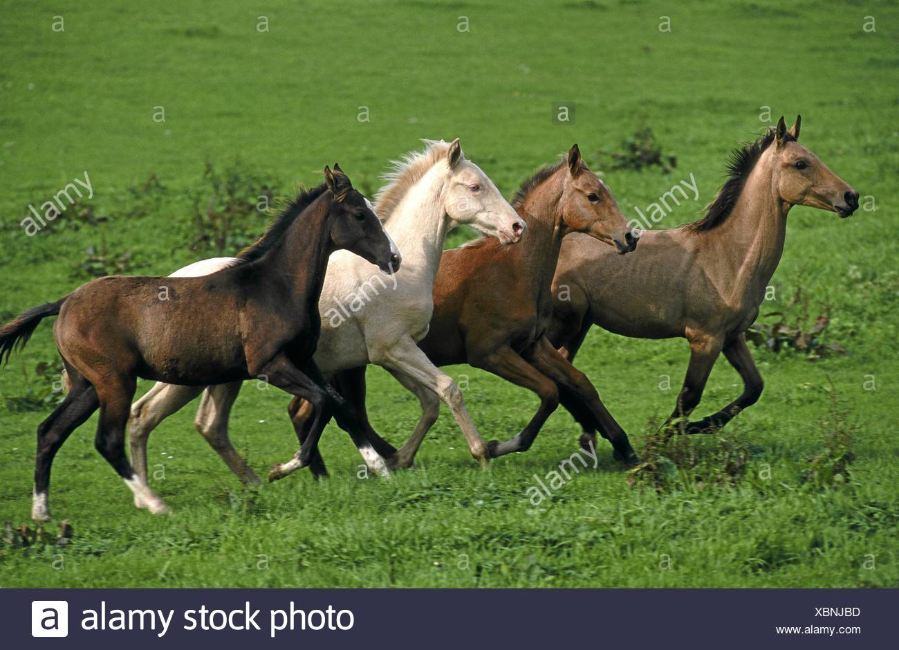 Achal Tekkiner High Resolution Stock Photography and Images - Alamy