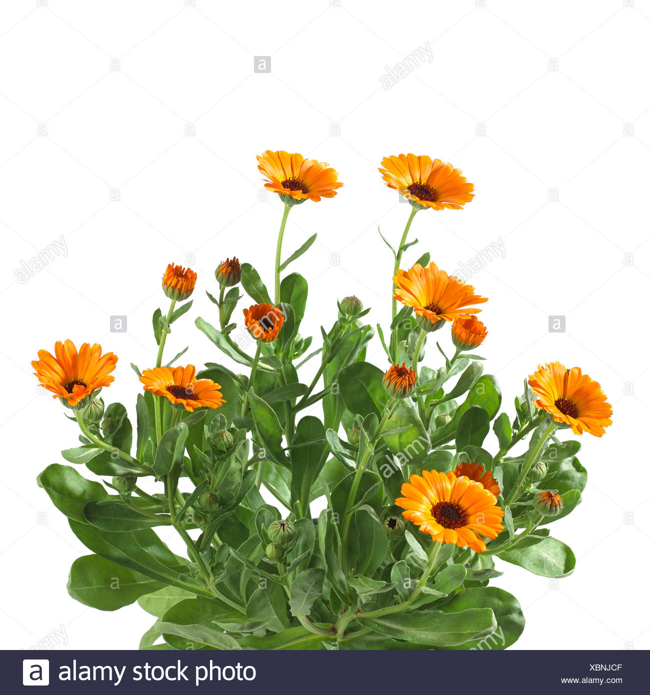 Marigold Calendula Officinalis High Resolution Stock Photography and ...