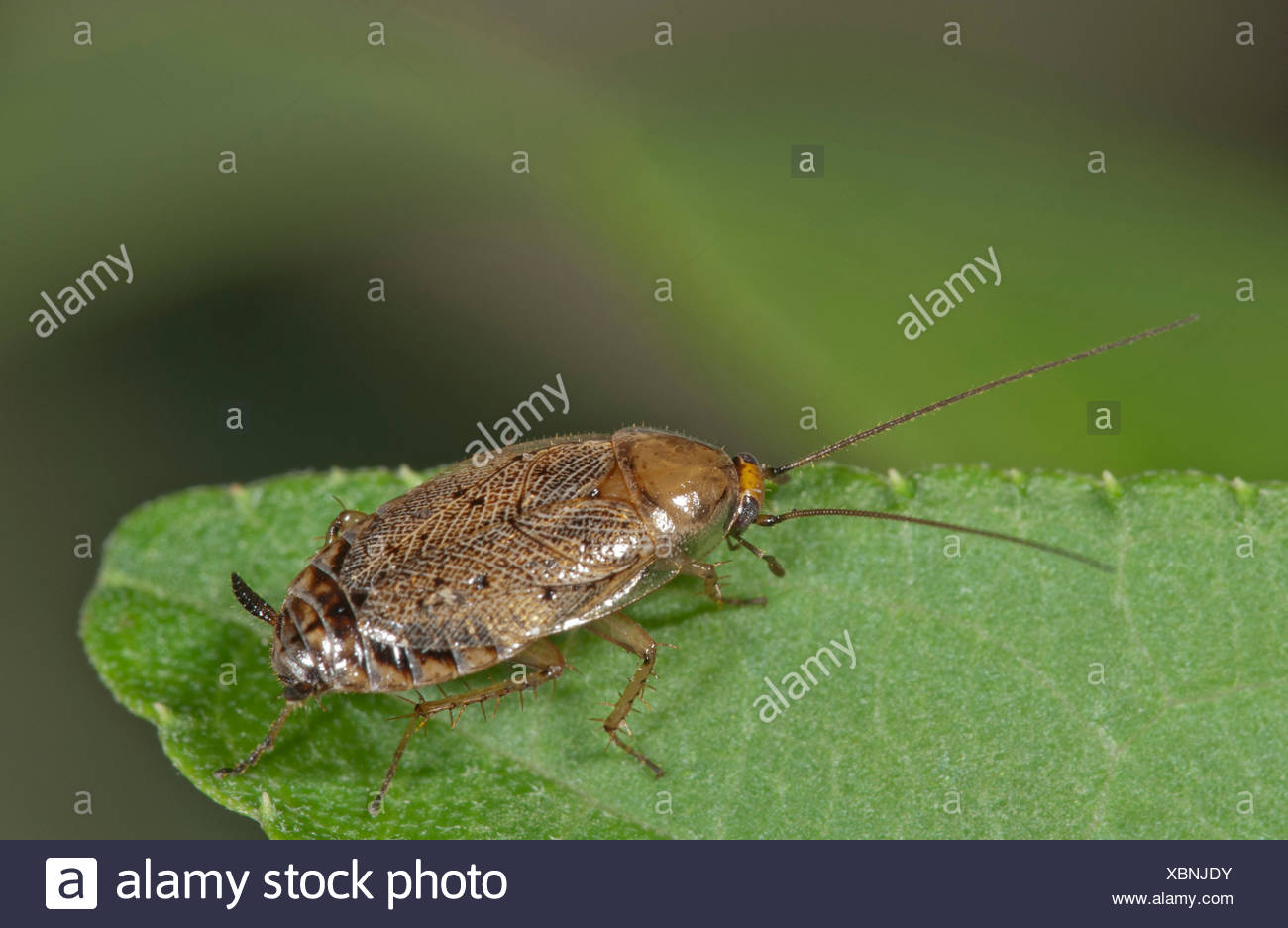 European Cockroach Stock Photos & European Cockroach Stock Images - Alamy
