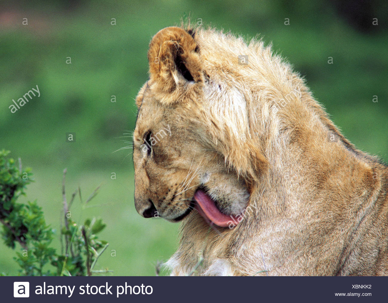 Lions Grooming Male High Resolution Stock Photography and Images - Alamy