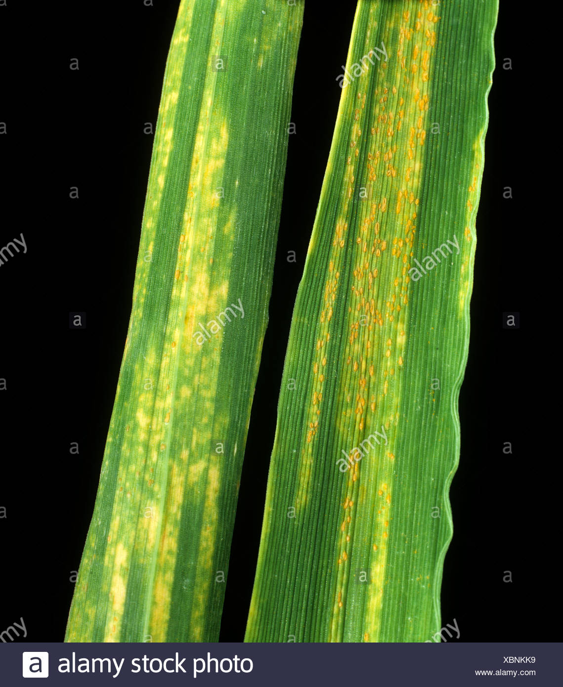 Rust Leaves High Resolution Stock Photography and Images - Alamy