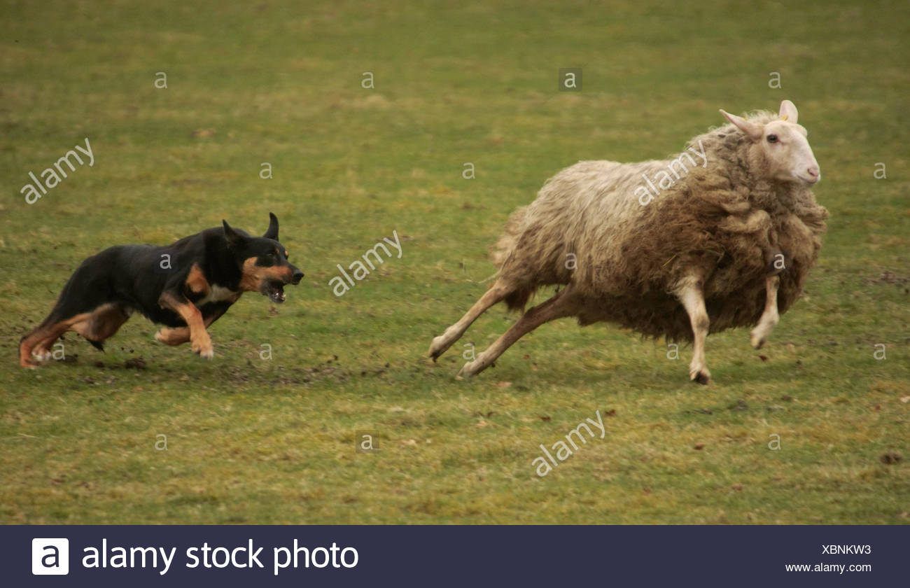 Dog Running With Sheep Stock Photos & Dog Running With Sheep Stock ...