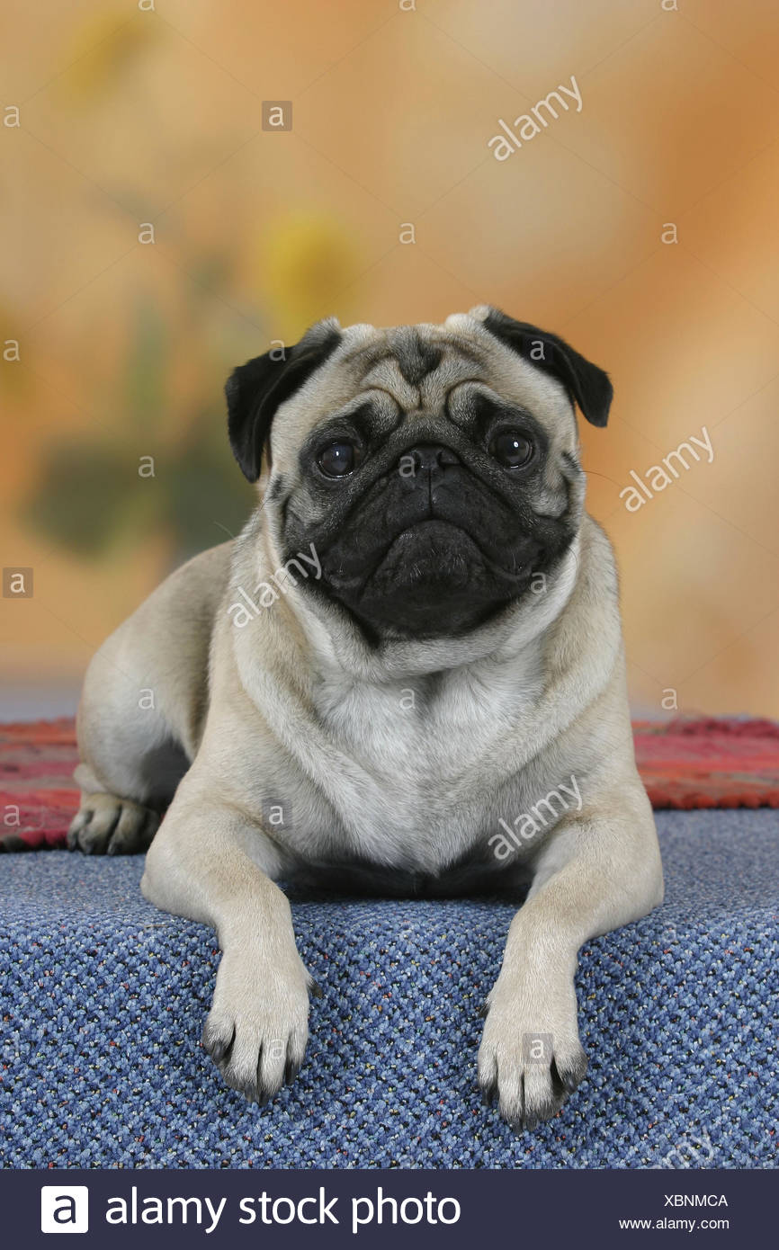 Ugly Pug Stock Photos & Ugly Pug Stock Images - Alamy