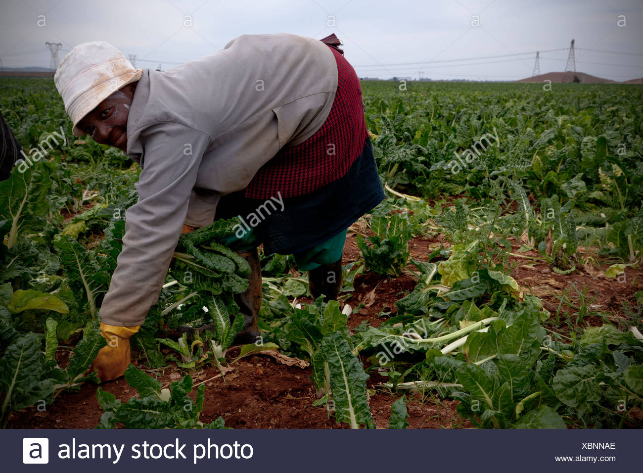 Woman Picking Crops High Resolution Stock Photography and Images - Alamy