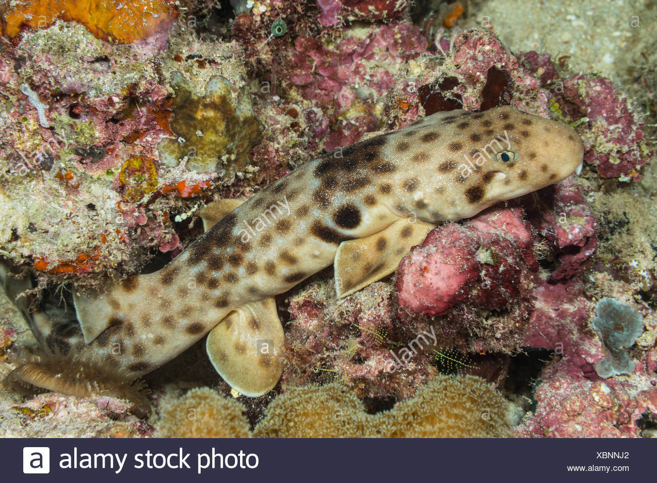 Carpetshark High Resolution Stock Photography and Images - Alamy