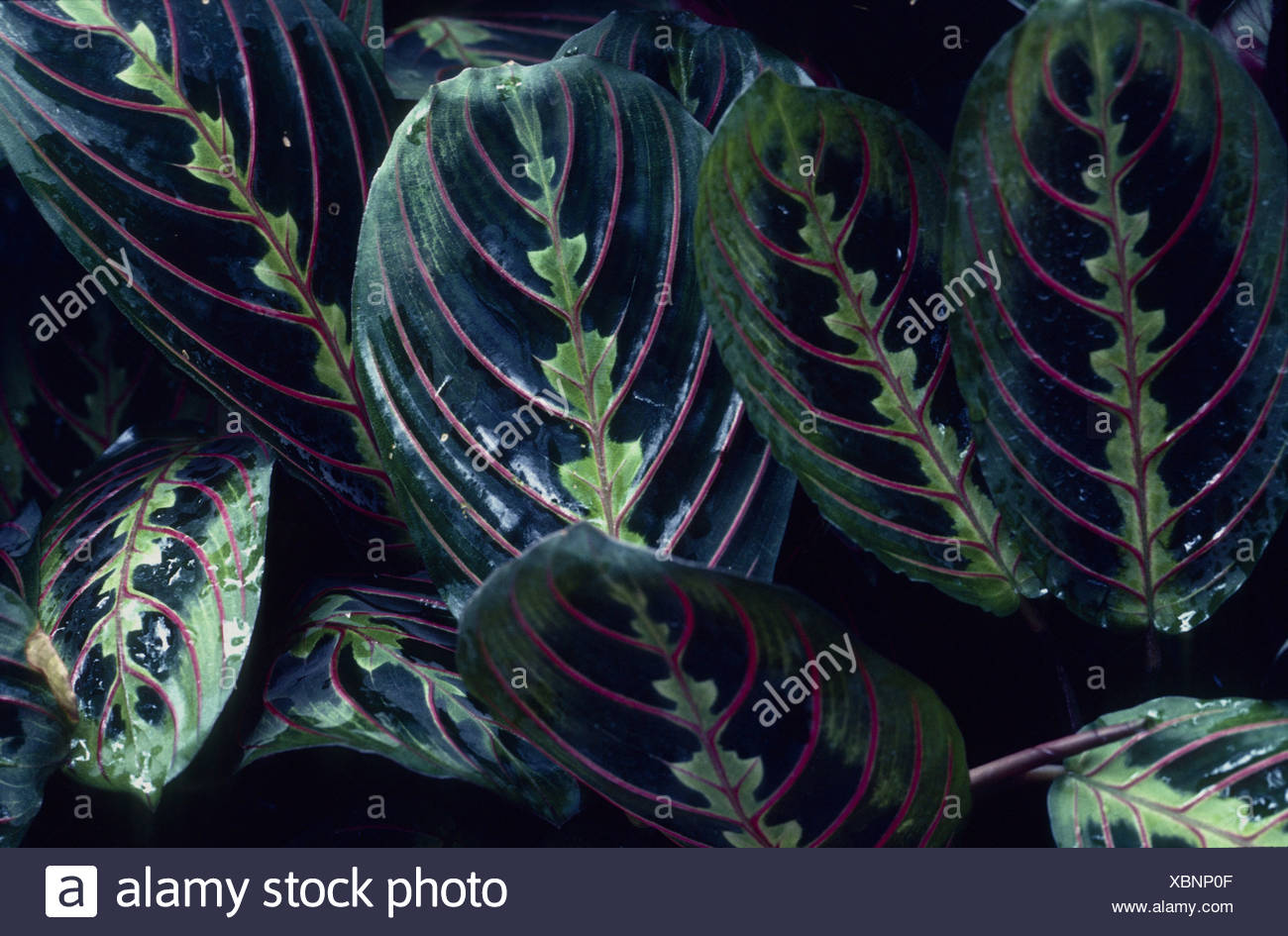Maranta Leuconeura Red High Resolution Stock Photography and Images - Alamy