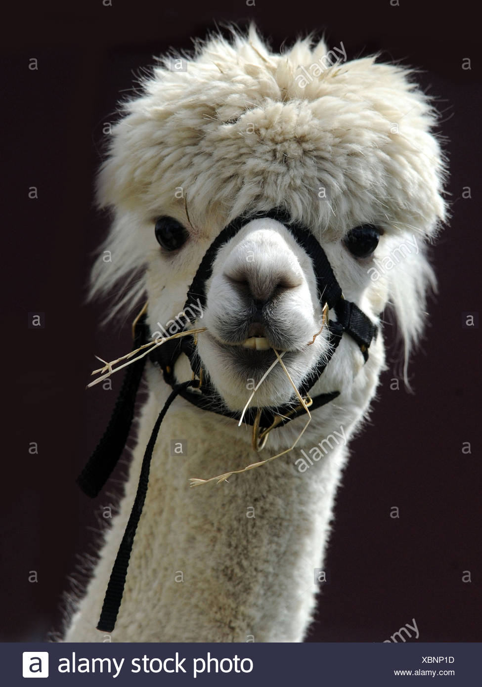 An Alpaca Stock Photos & An Alpaca Stock Images - Alamy