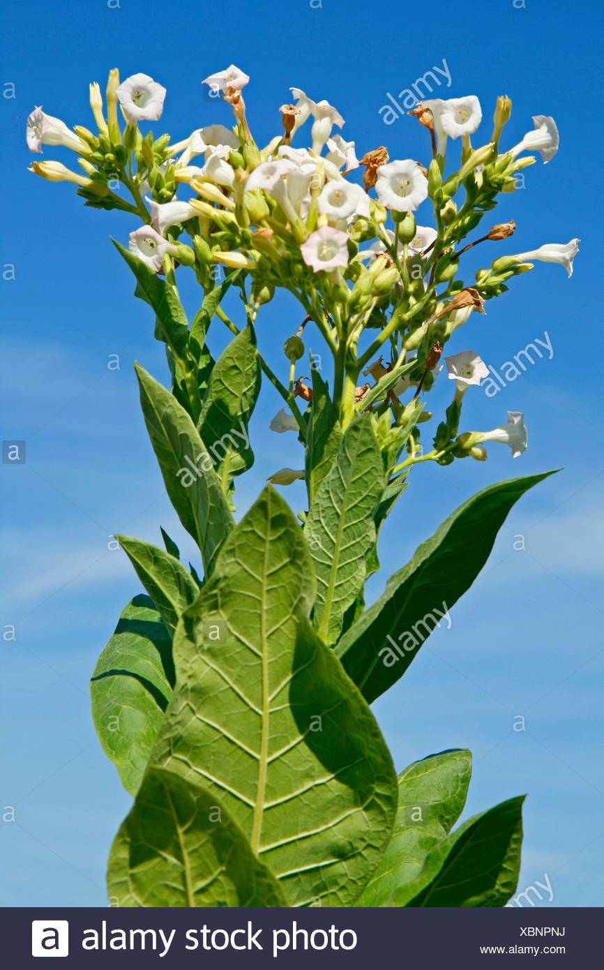Cigar Plant High Resolution Stock Photography and Images - Alamy