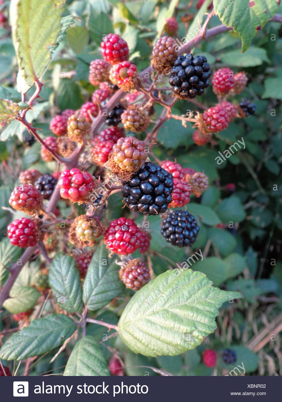 Rubus Fruticosa High Resolution Stock Photography and Images - Alamy