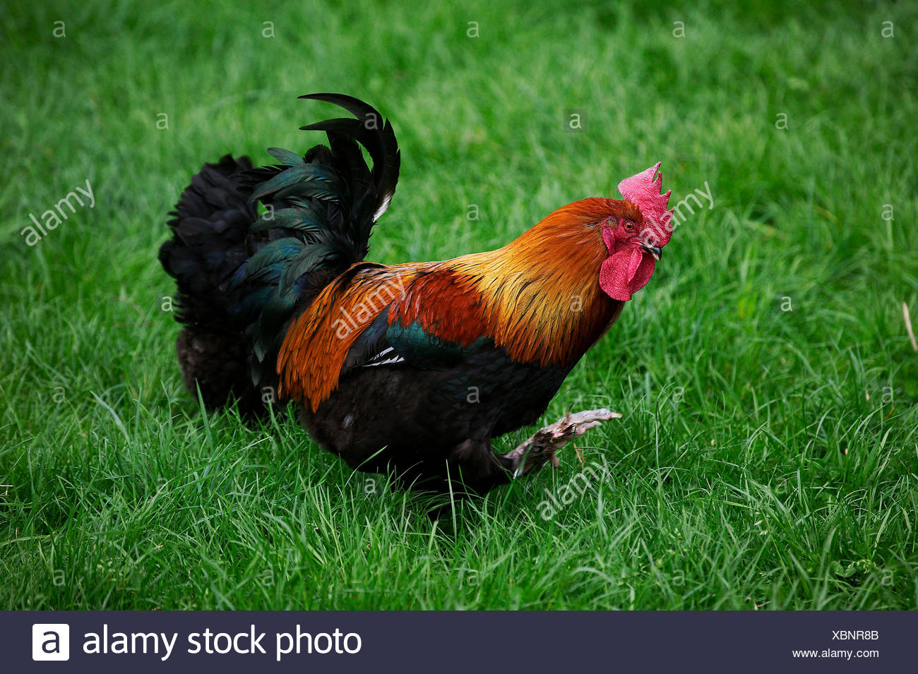 Marans Chicken High Resolution Stock Photography and Images - Alamy