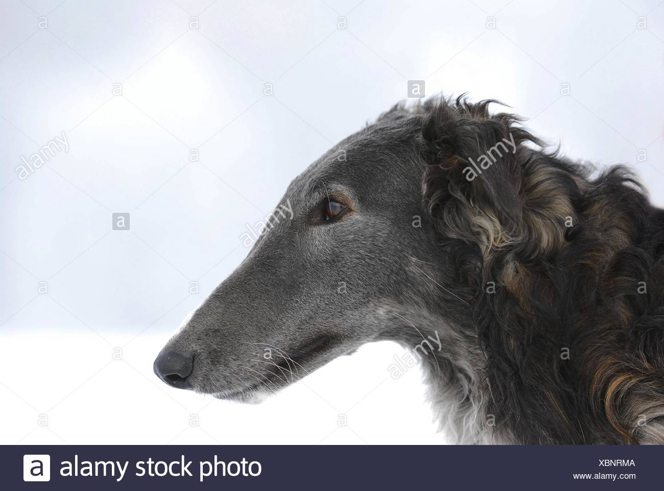 Psovaya High Resolution Stock Photography and Images - Alamy