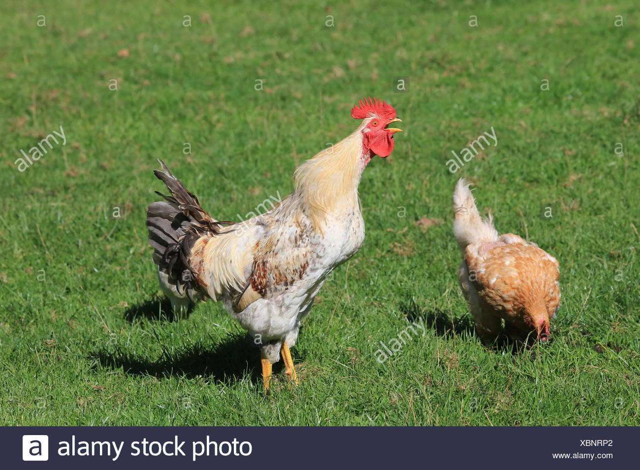 Gallus Gallus Domesticus High Resolution Stock Photography and Images ...