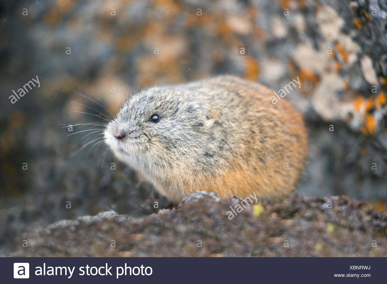 Brown Lemming High Resolution Stock Photography and Images - Alamy