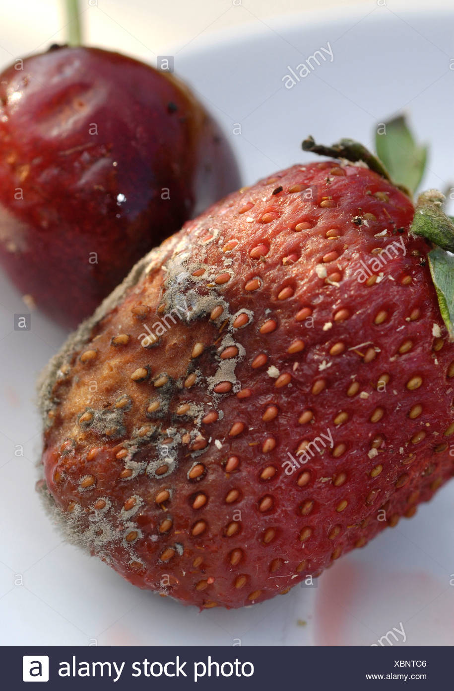 Mouldy Food Stock Photos & Mouldy Food Stock Images - Alamy