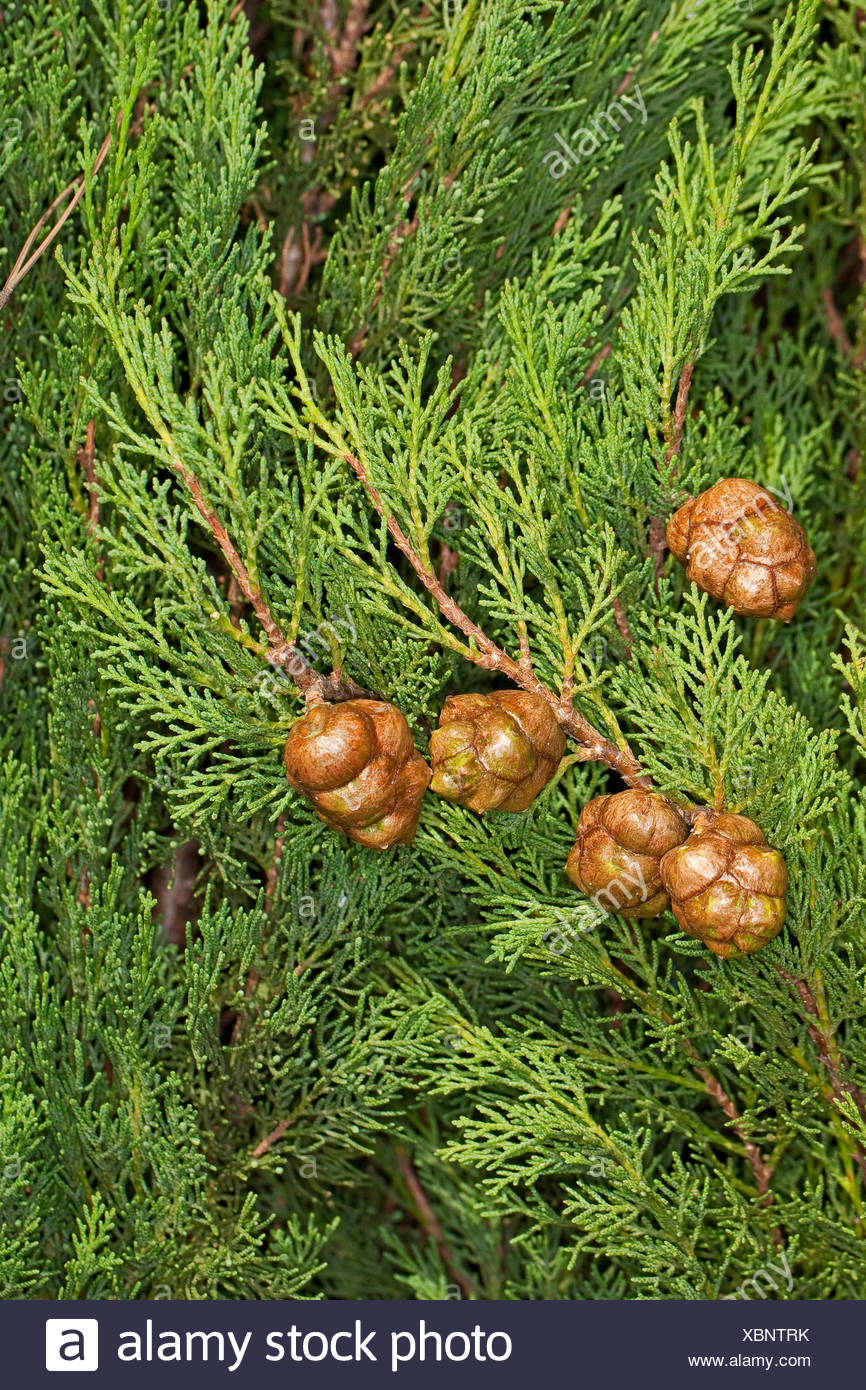 Italian Cypress Cupressus Sempervirens Stock Photos & Italian Cypress ...