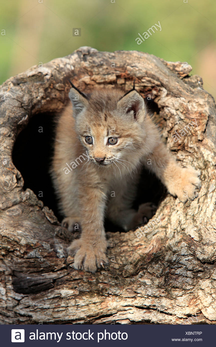 Canadian Lynx Lynx Canadensis In High Resolution Stock Photography and ...