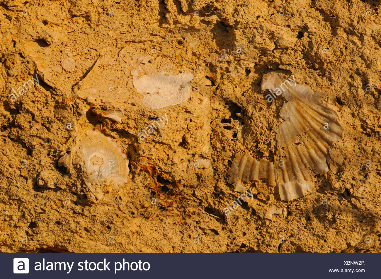 Fossil Soil High Resolution Stock Photography and Images - Alamy