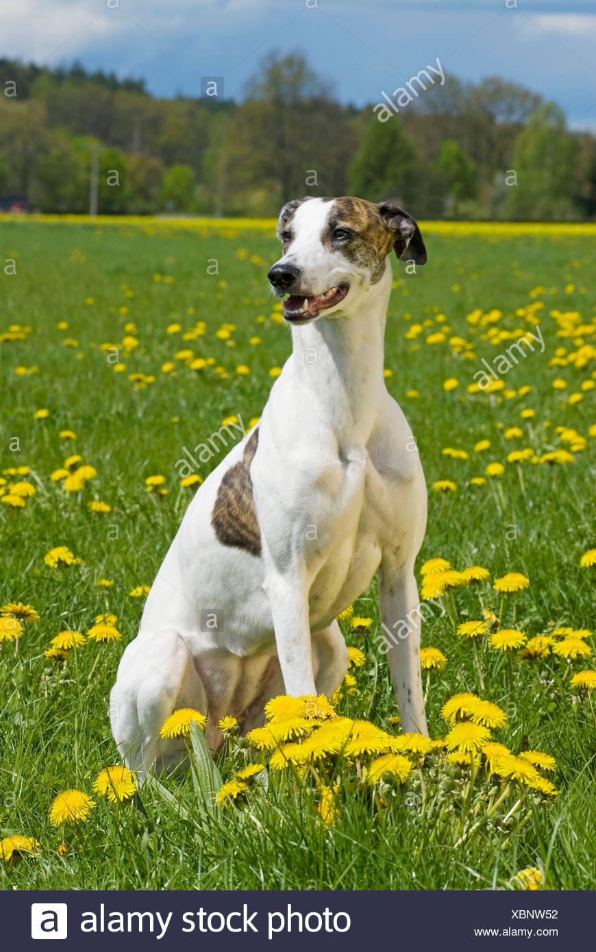 Hungarian Agar High Resolution Stock Photography and Images - Alamy