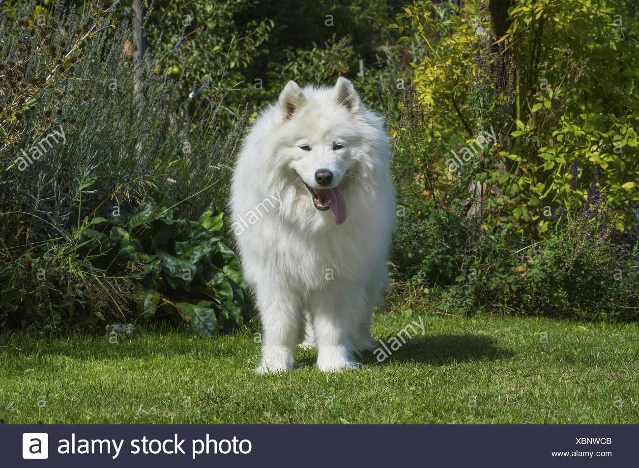 Samoyed High Resolution Stock Photography and Images - Alamy