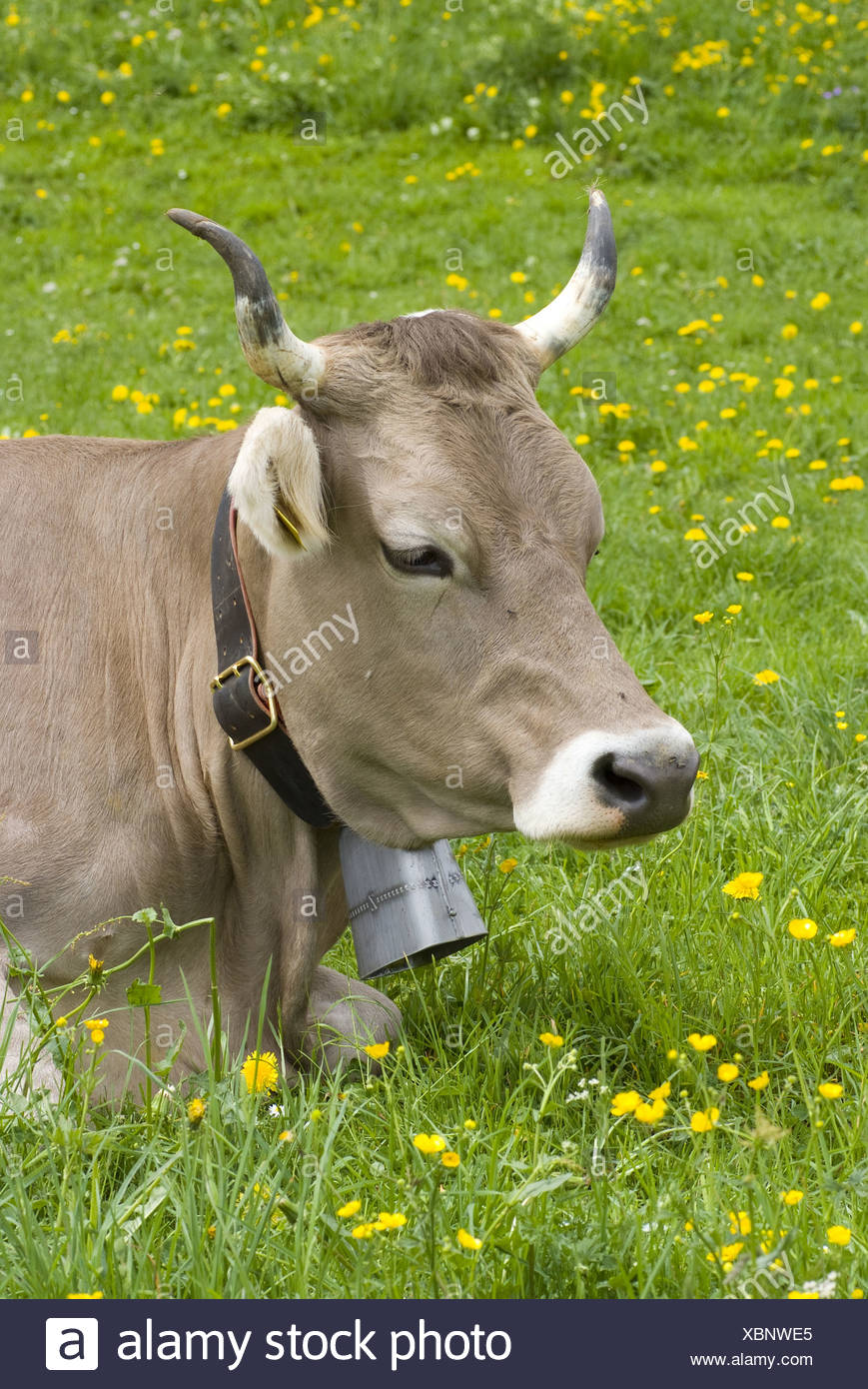 Cowbell Stock Photos & Cowbell Stock Images - Alamy