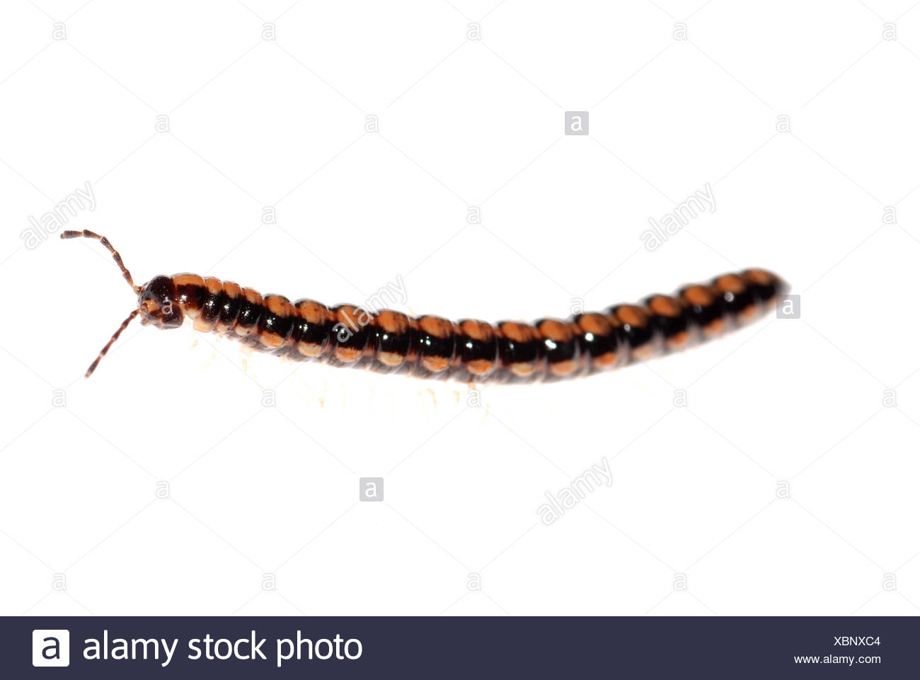 Millipede Head Stock Photos & Millipede Head Stock Images - Alamy
