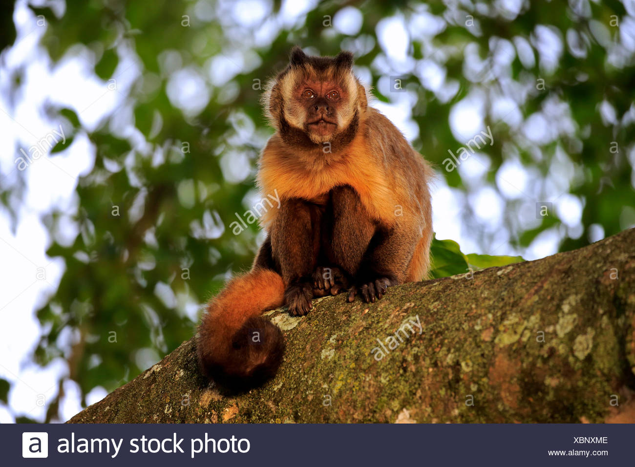 Brown Capuchin Tufted Capuchin Black Capped High Resolution Stock ...