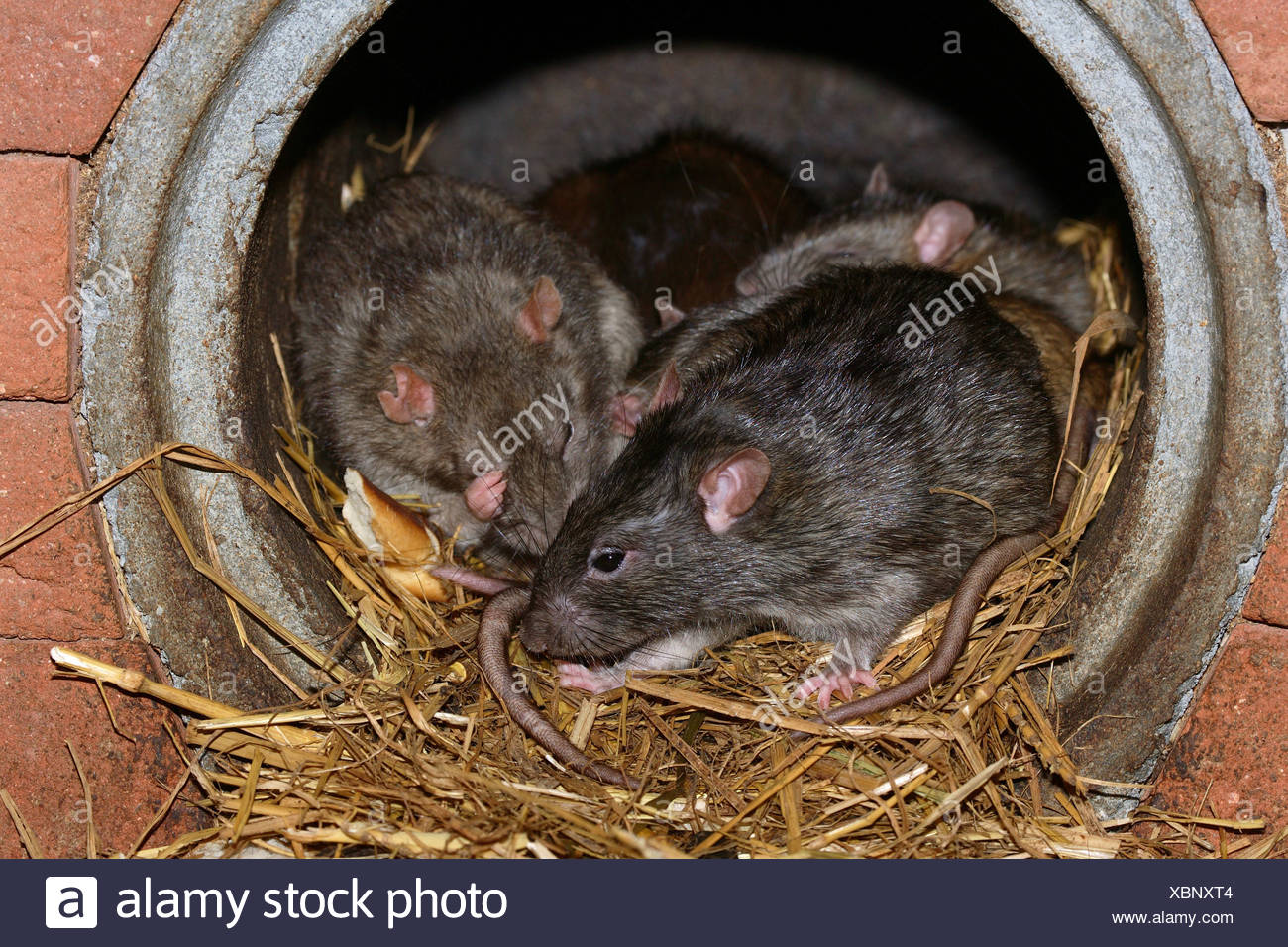 Rodents Rattus Stock Photos & Rodents Rattus Stock Images - Alamy