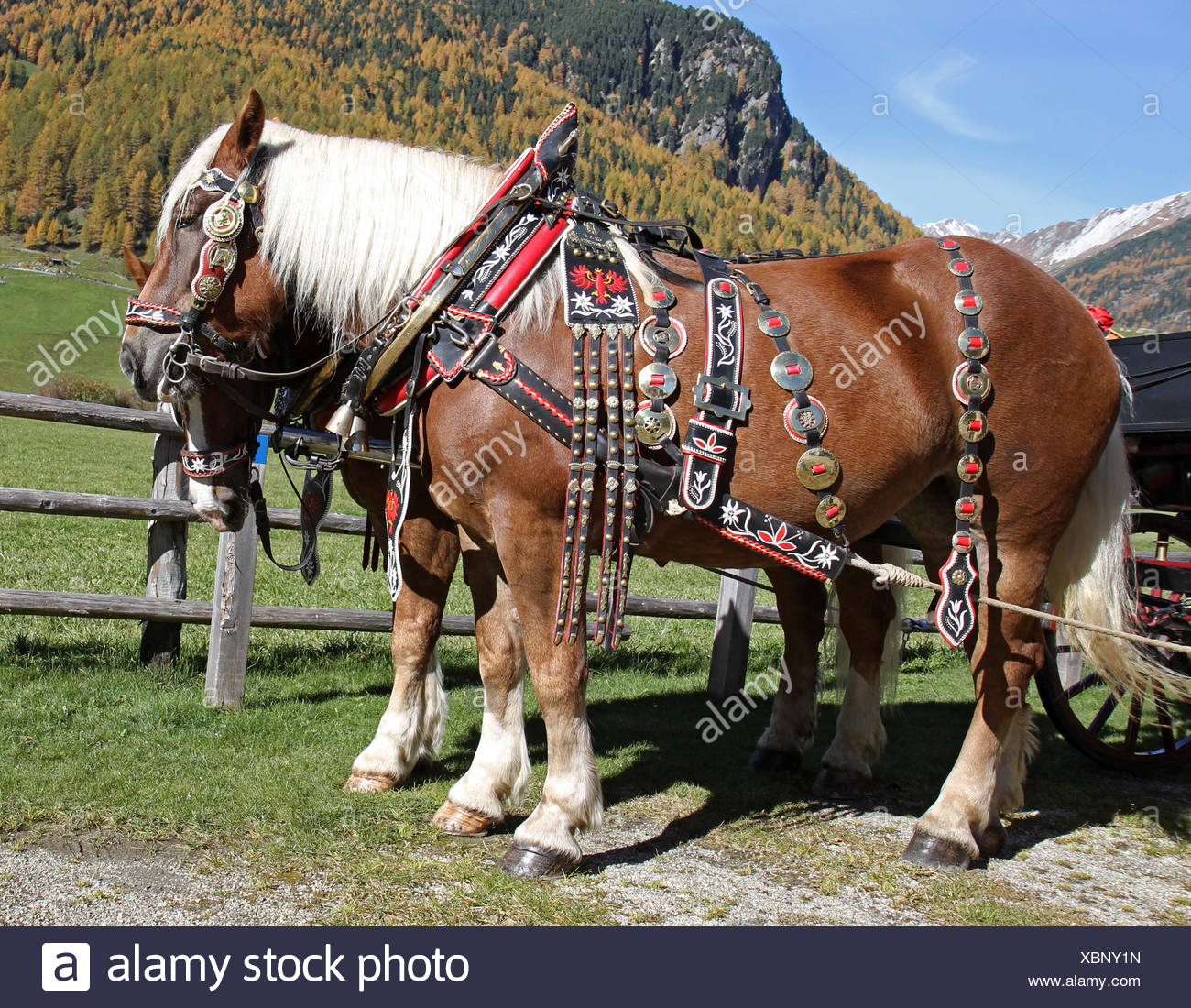 Haflingerportrat High Resolution Stock Photography and Images - Alamy