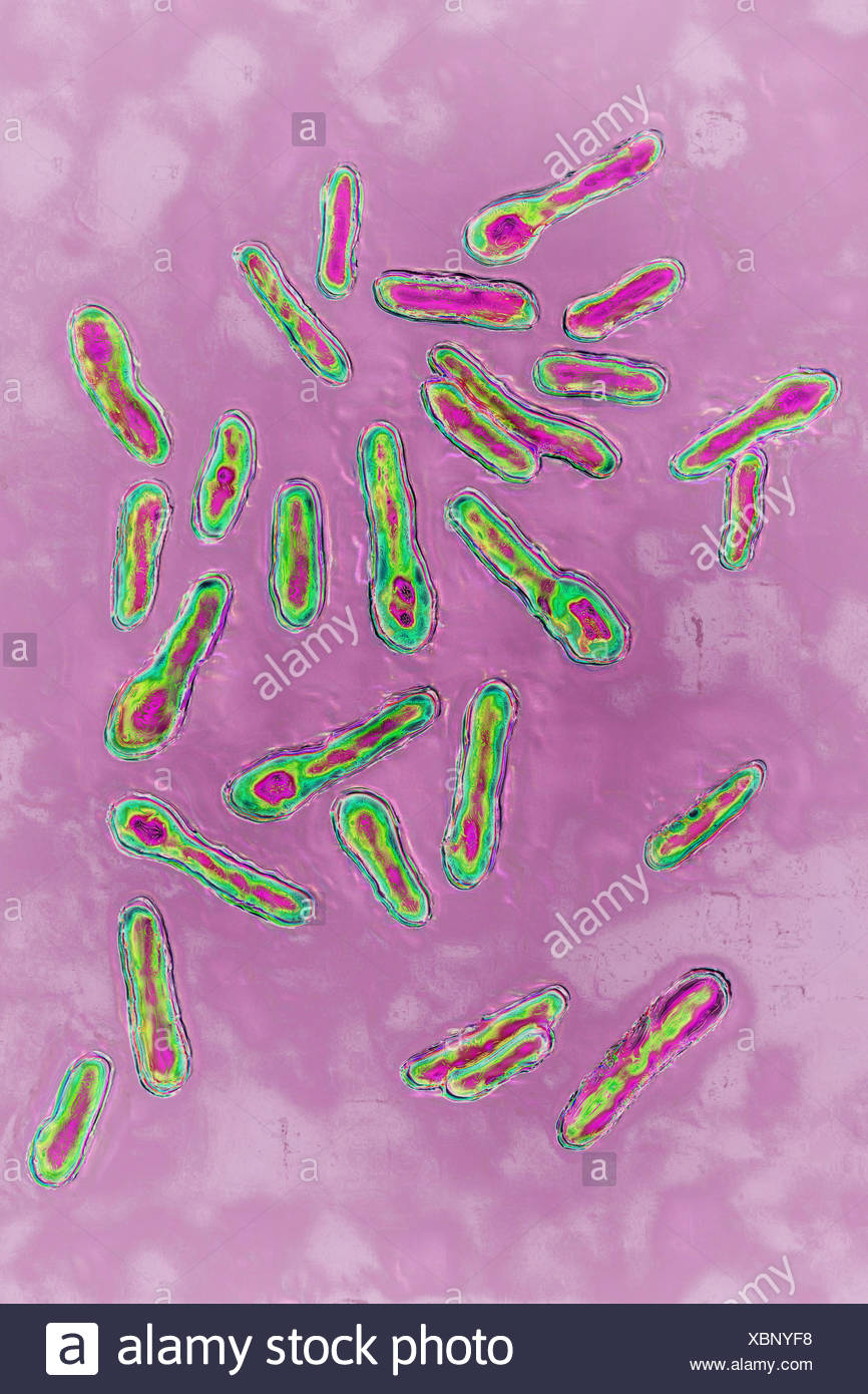 Clostridium Botulinum High Resolution Stock Photography and Images - Alamy