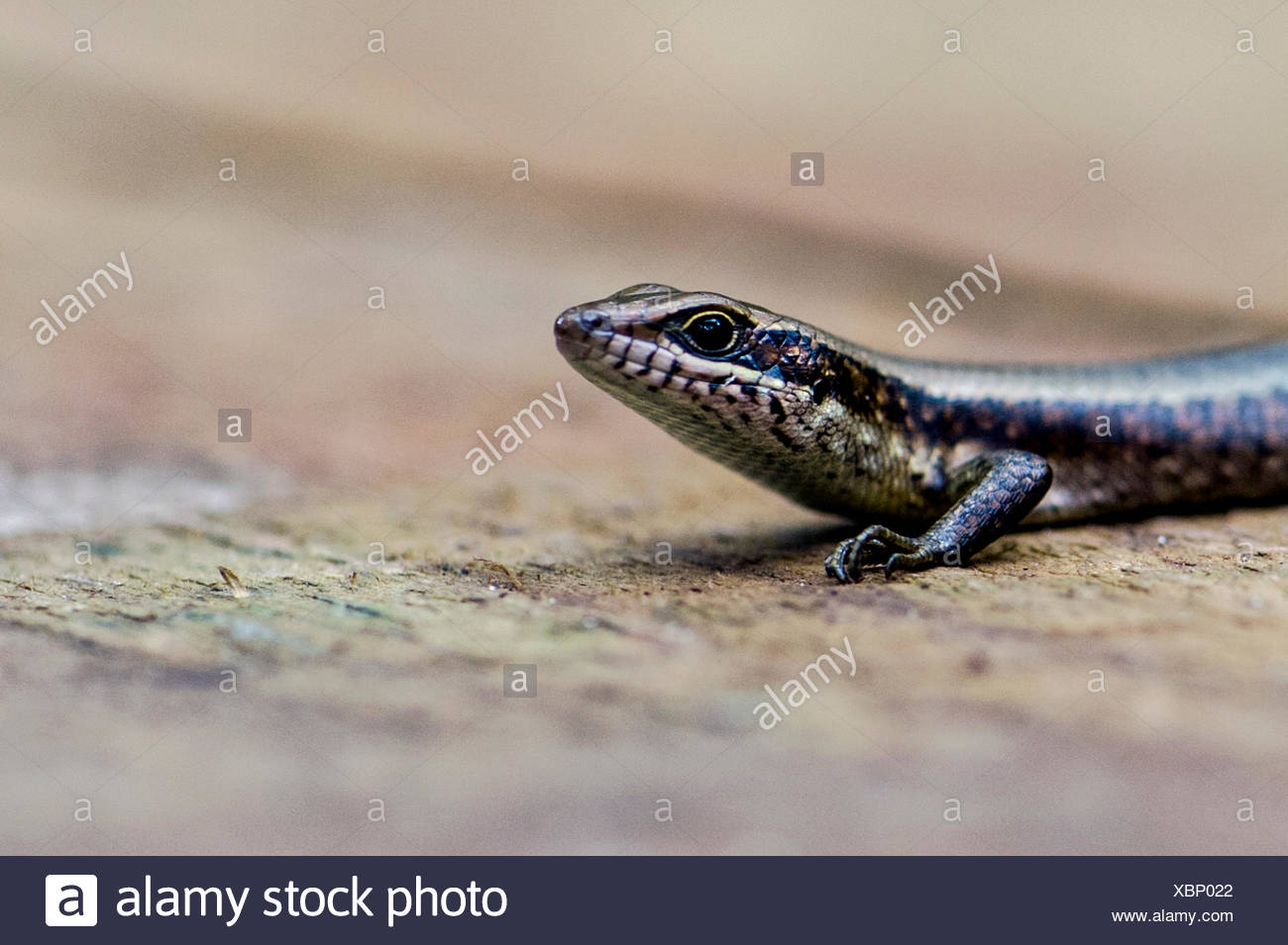 African Striped Skink High Resolution Stock Photography and Images - Alamy