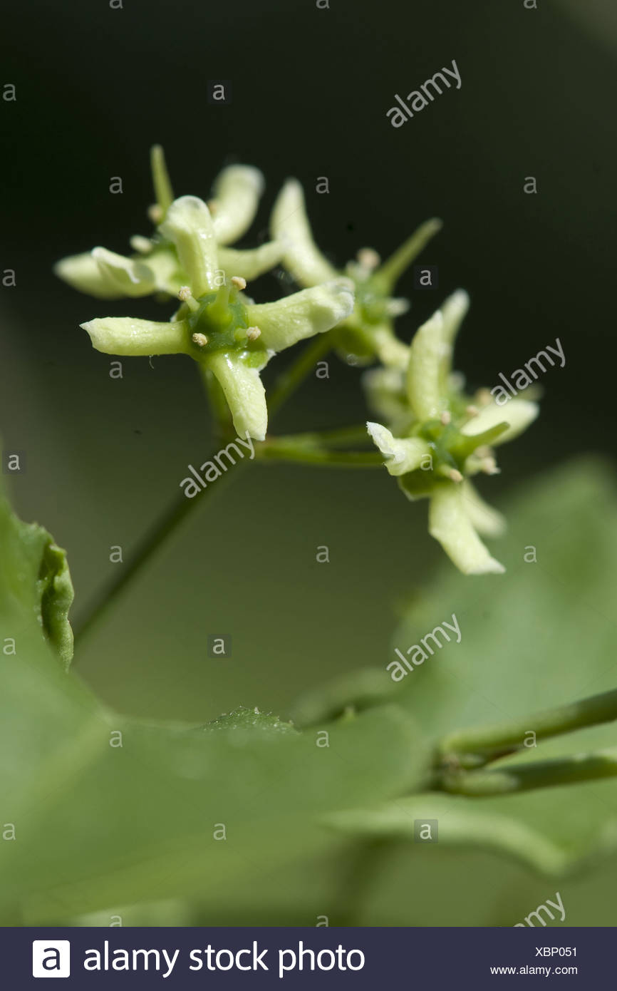 Spindle Trees High Resolution Stock Photography and Images - Alamy