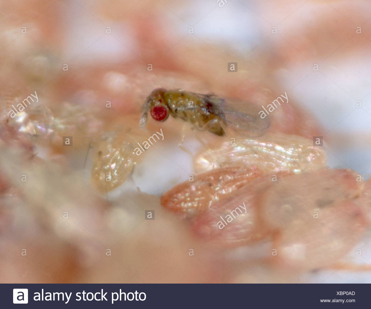 Sitotroga Cerealella High Resolution Stock Photography and Images - Alamy