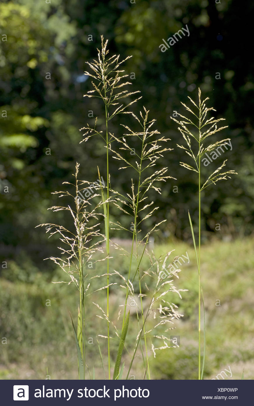 Reed Mannagrass High Resolution Stock Photography and Images - Alamy
