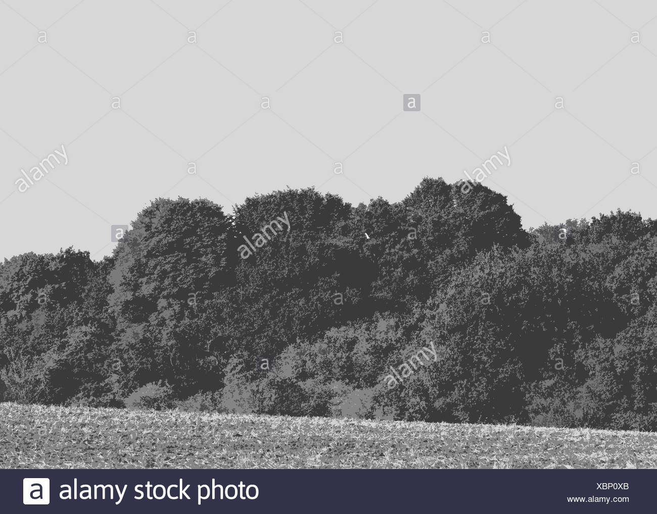 Mature Forests High Resolution Stock Photography and Images - Alamy