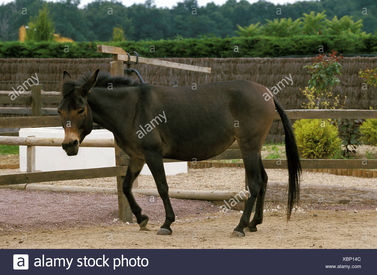 Hinny High Resolution Stock Photography and Images - Alamy