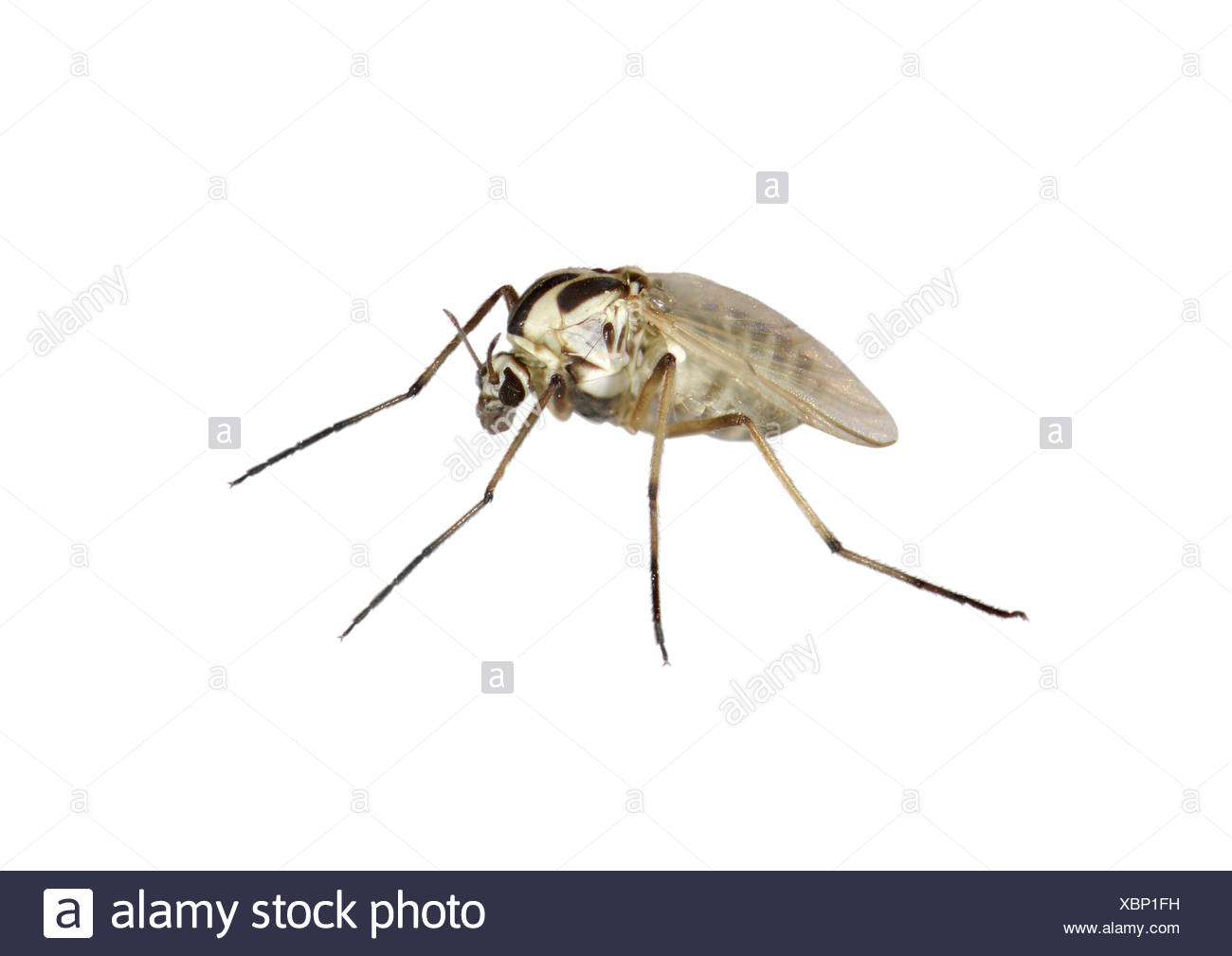 Midge Bite High Resolution Stock Photography and Images - Alamy