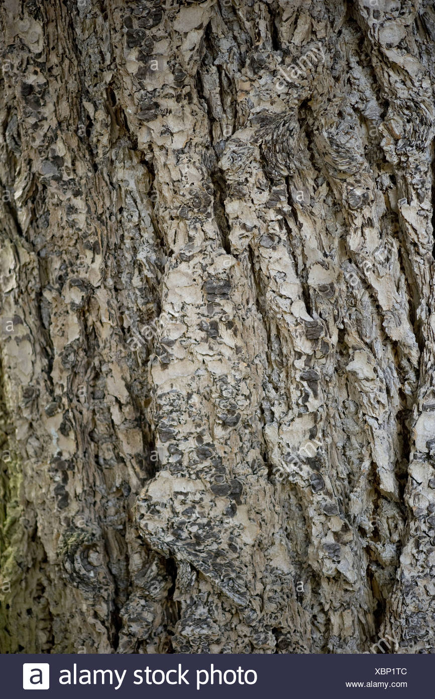 Douglas Fir Tree Bark Stock Photos & Douglas Fir Tree Bark Stock Images ...