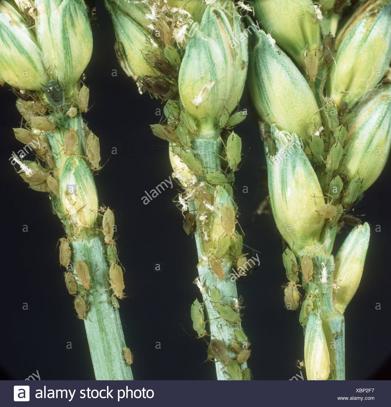 Wheat Insect High Resolution Stock Photography and Images - Alamy