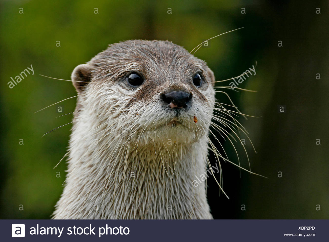 Otte High Resolution Stock Photography and Images - Alamy
