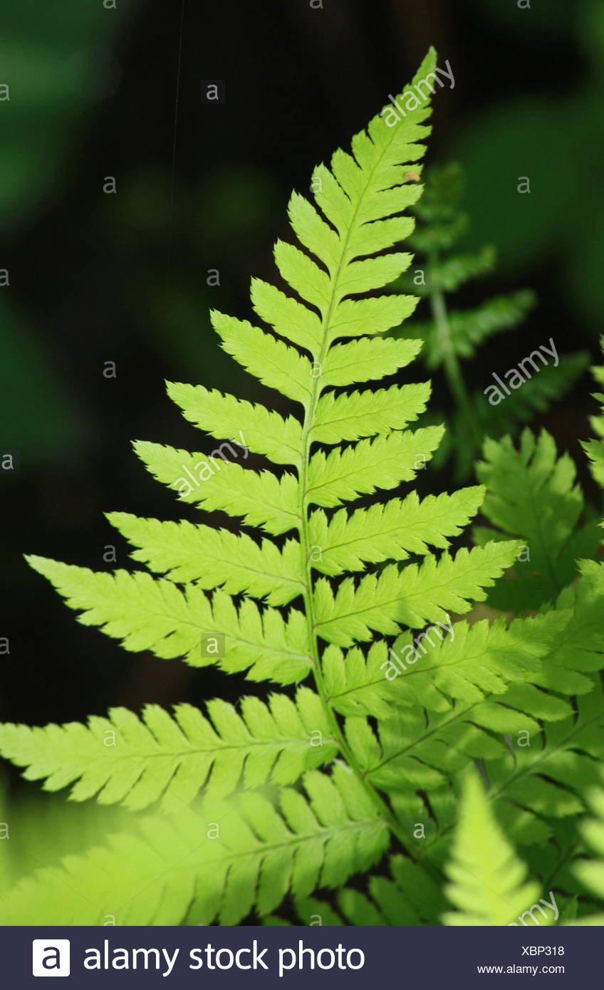 Dissected Plant Stock Photos & Dissected Plant Stock Images - Alamy