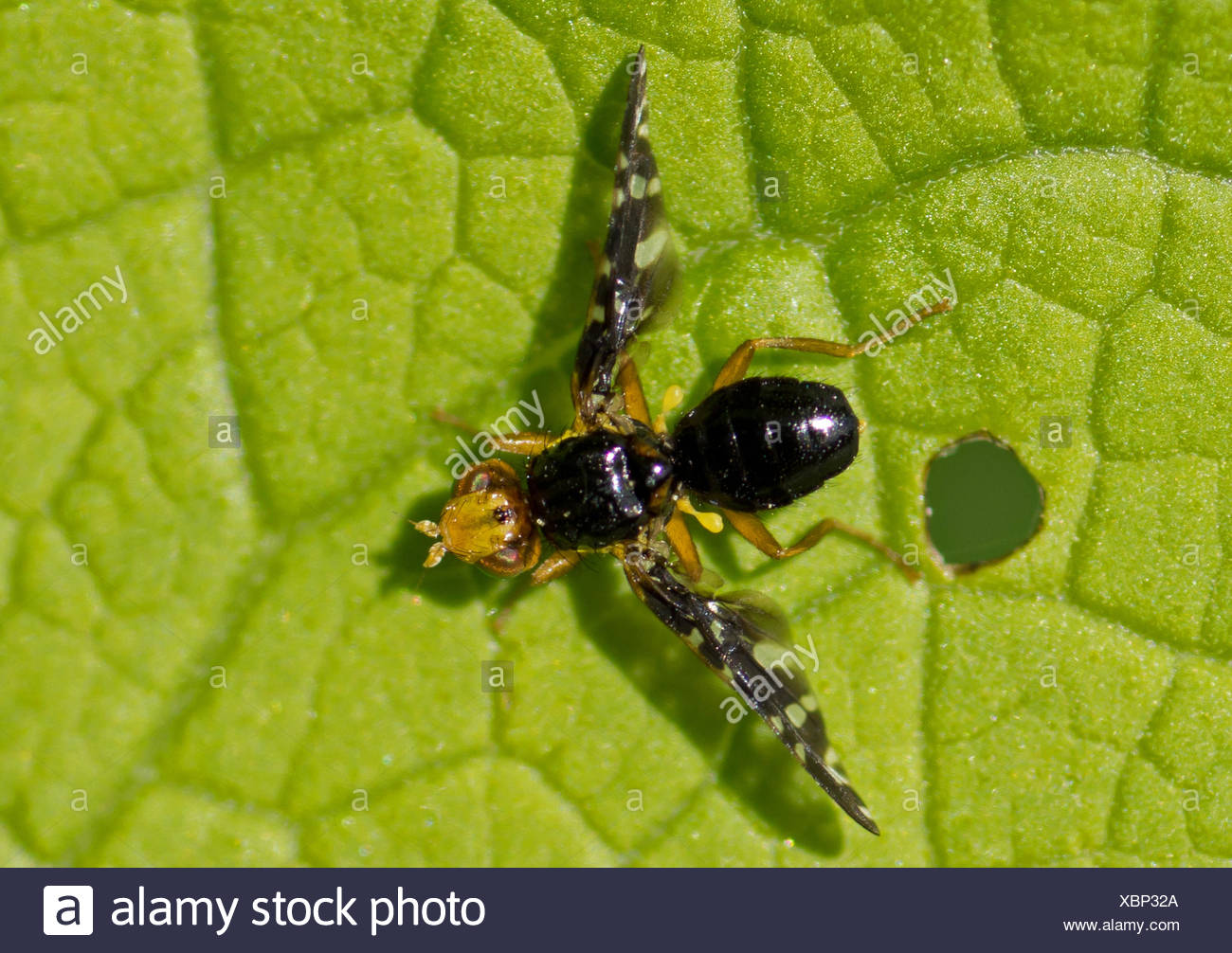 Single Fruit Fly High Resolution Stock Photography and Images - Alamy