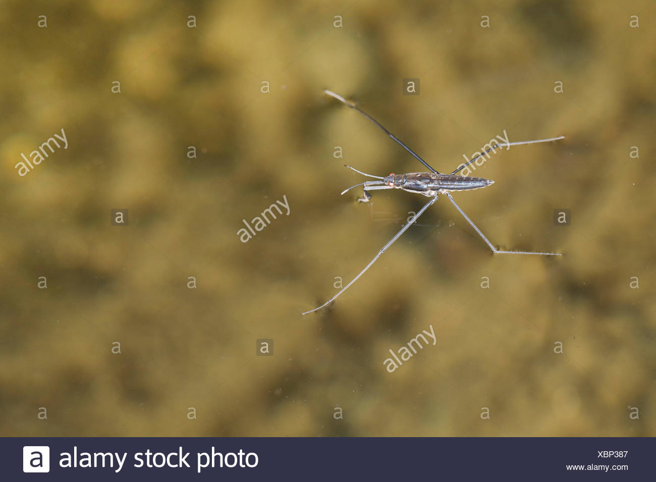 Water Skipper Bug High Resolution Stock Photography and Images - Alamy