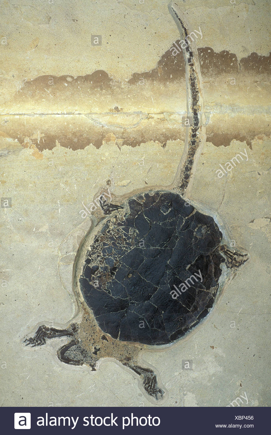 Turtle Fossil High Resolution Stock Photography and Images - Alamy