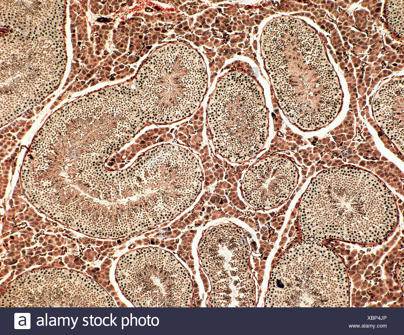 Histology Testis High Resolution Stock Photography and Images - Alamy