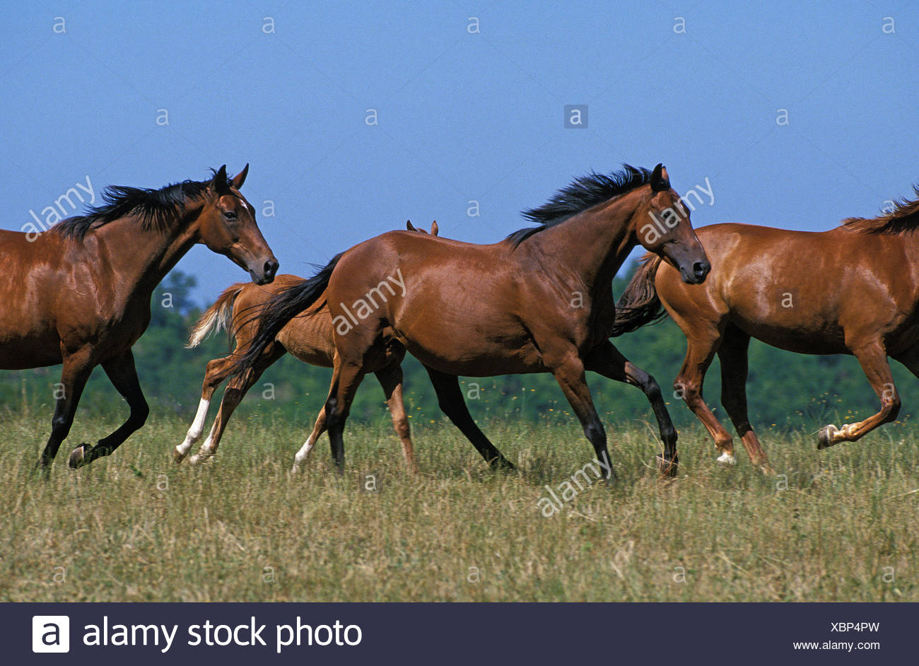 Anglo Arab Horse Stock Photos & Anglo Arab Horse Stock Images - Alamy